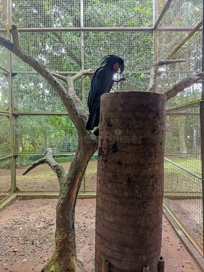 A Parrot is Perched Snacking on Peanuts in a Zoo Stock Photo - Image of ...