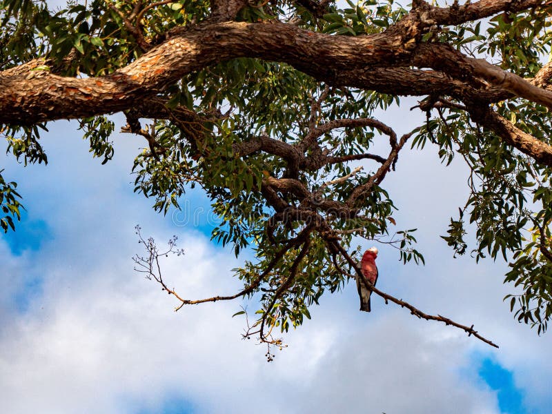 Parrot perched on the tree stock image. Image of leaves - 258290235