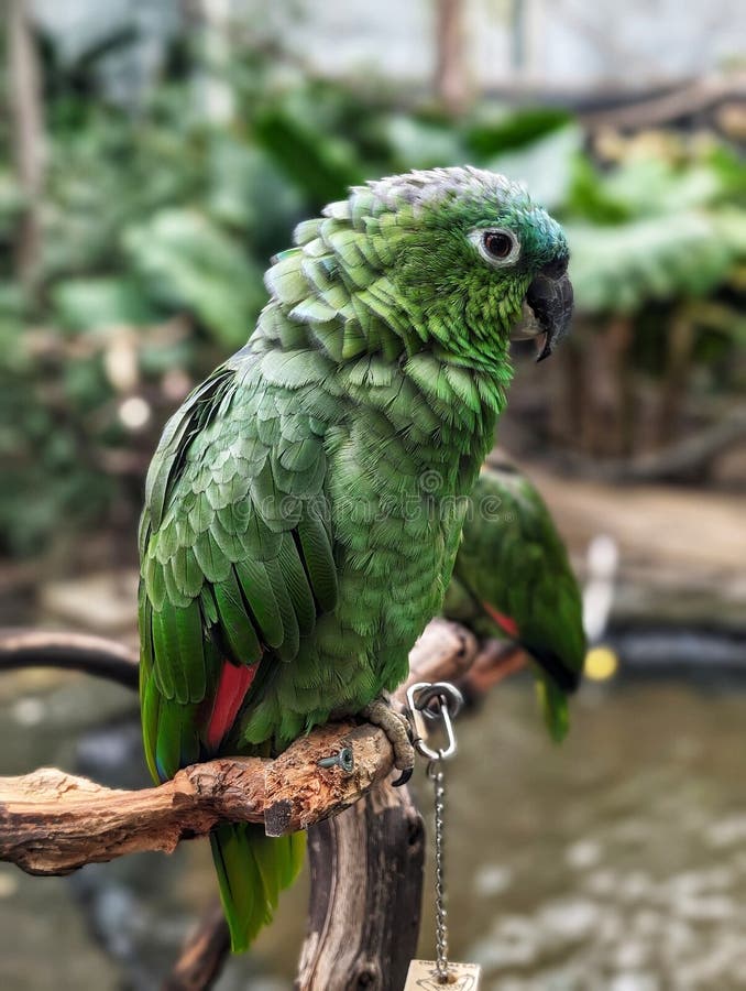 Parrot Perched on a Tree Branch Over a River. Stock Image - Image of ...