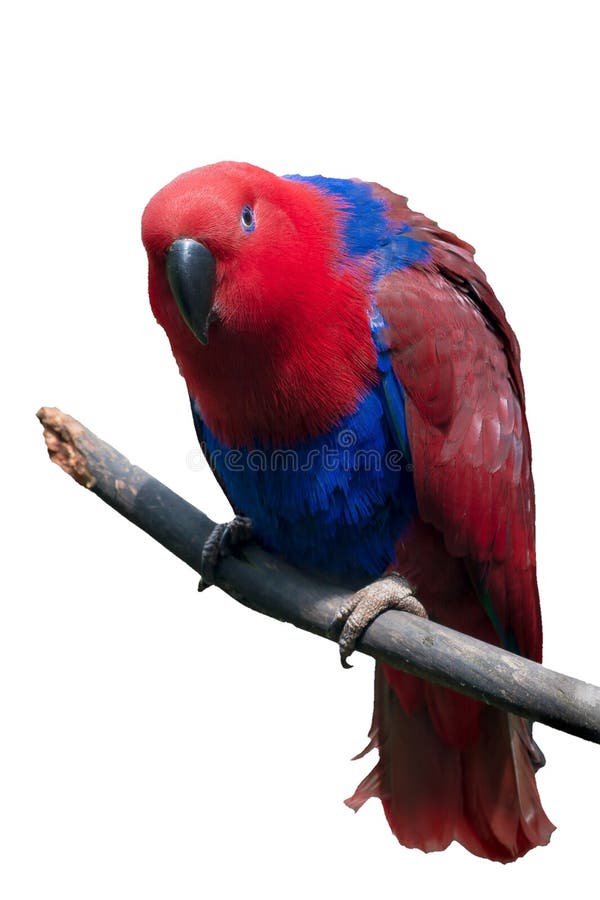 Parrot Perched on a Tree Branch Stock Photo - Image of feather ...