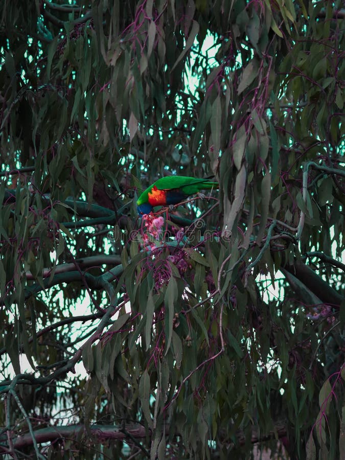 Parrot Perched on a Tree and Eating a Flower Seed, Vertical Shot Stock ...