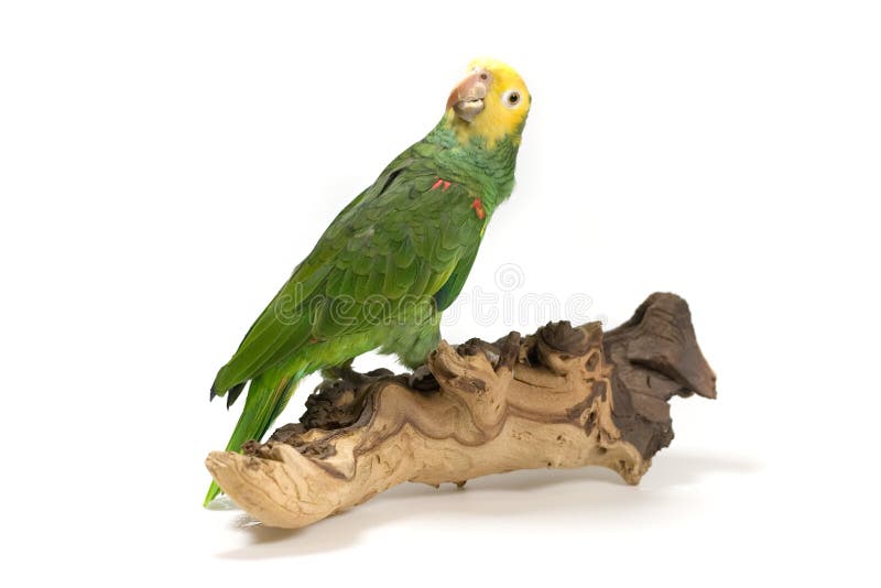 Parrot perched on wood stock image. Image of silly, jungle - 2203425