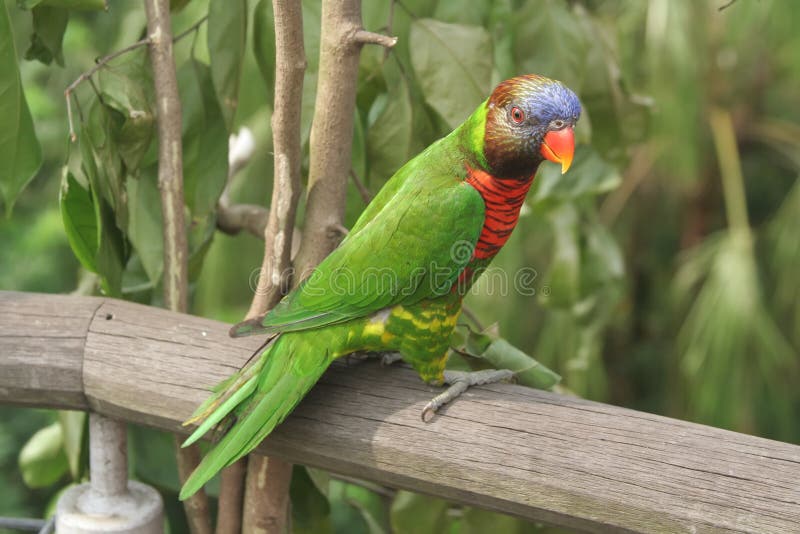 214 Talons Parrot Stock Photos - Free & Royalty-Free Stock Photos from ...