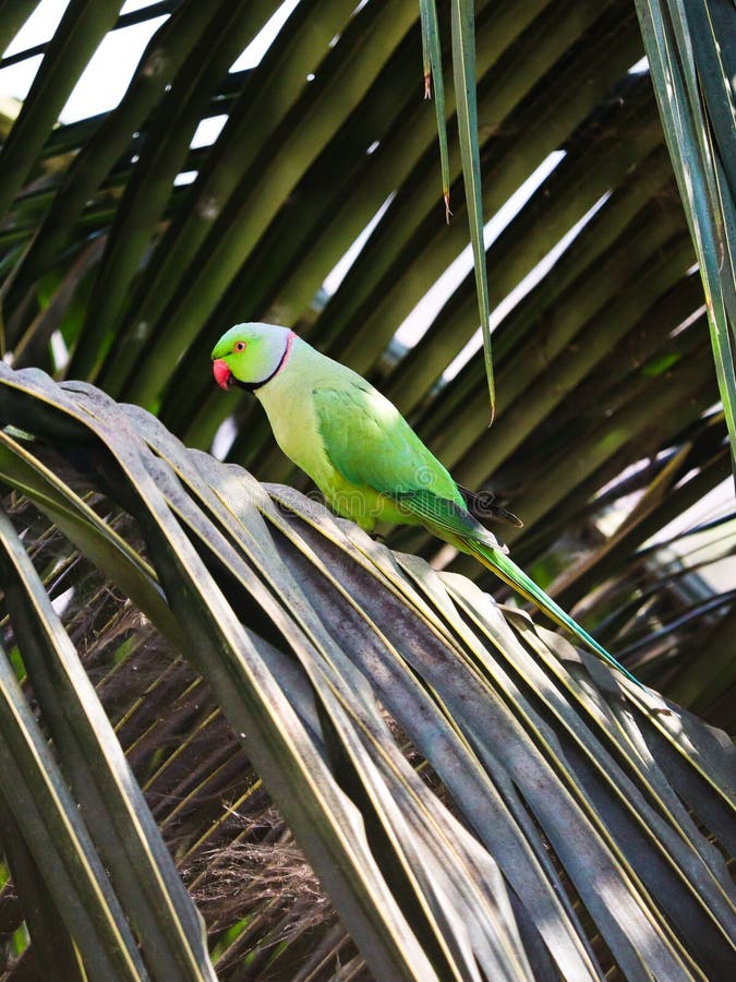Parrot Perching on Coconut Leaves Stock Photo - Image of nature ...