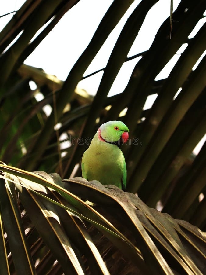 Parrot Perching on Coconut Tree Leaves Stock Image - Image of leaves ...