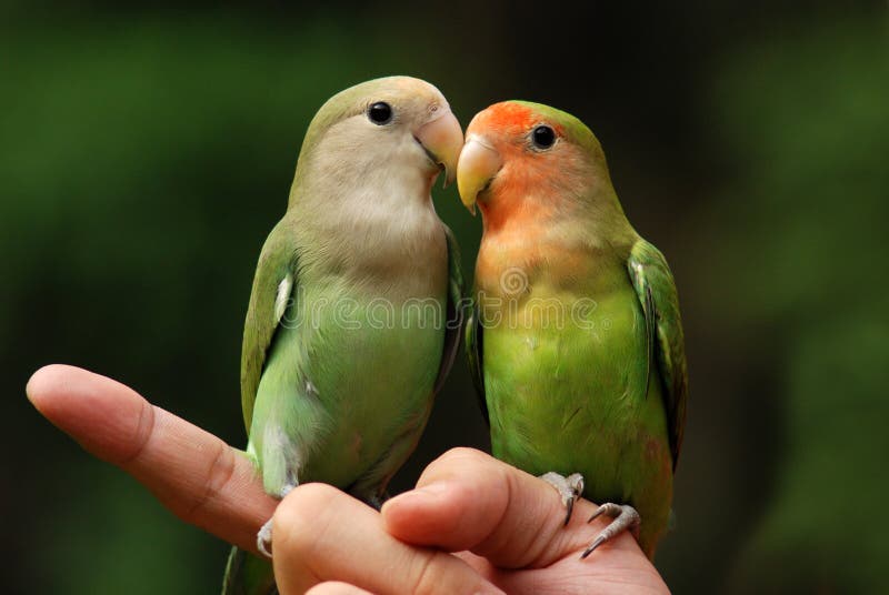 Parrot pet stock image. Image of colorful, avian, creature - 2504857