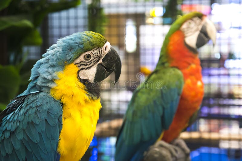Savannah Sparrow stock photo. Image of marsh, habitat - 93764876