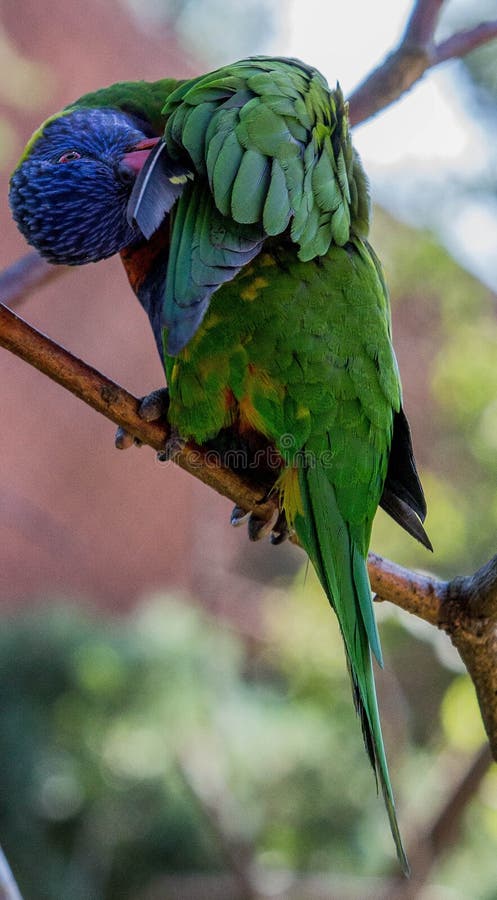 Parrot stock image. Image of nature, parrot, wild, bird - 169002435