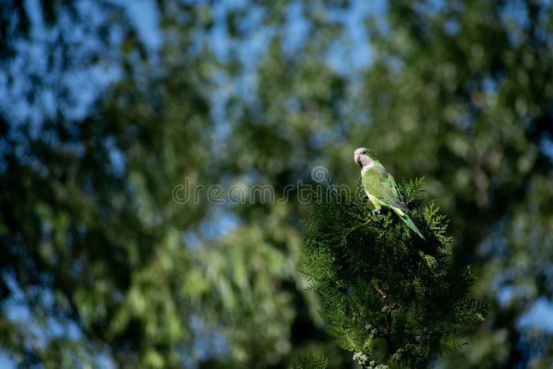 Parrot on a pine stock photo. Image of standing, plant - 195022954