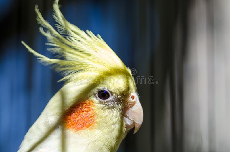 Parrot with pink cheeks stock photo. Image of wing, safari - 64163108