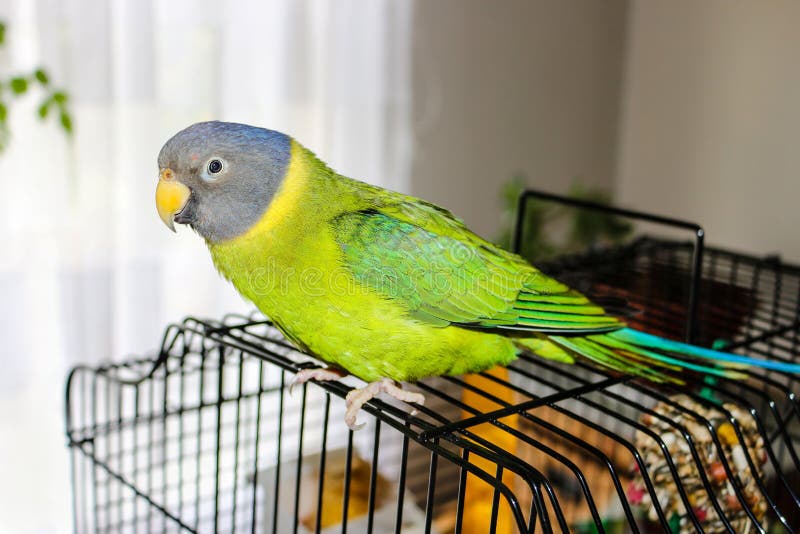 Parrot plum-headed stock photo. Image of wild, pets, colorful - 69911954