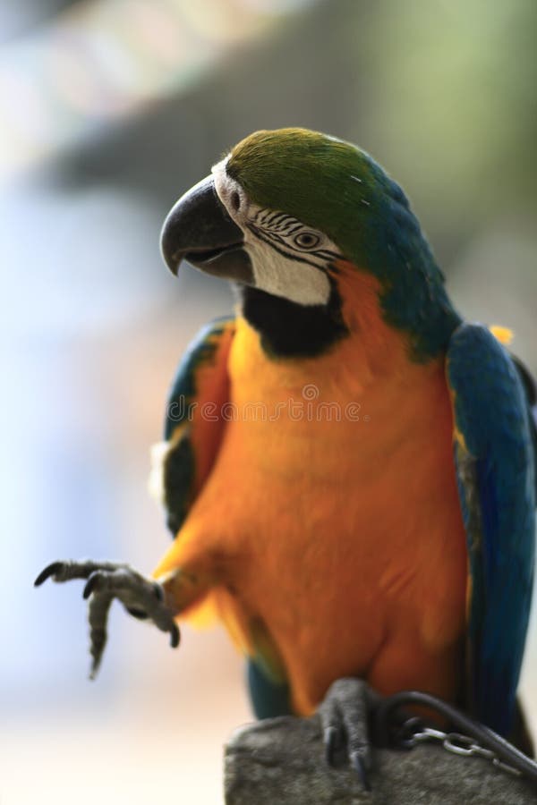 Parrot Pointing a Claw stock photo. Image of yellow, claw - 53388840