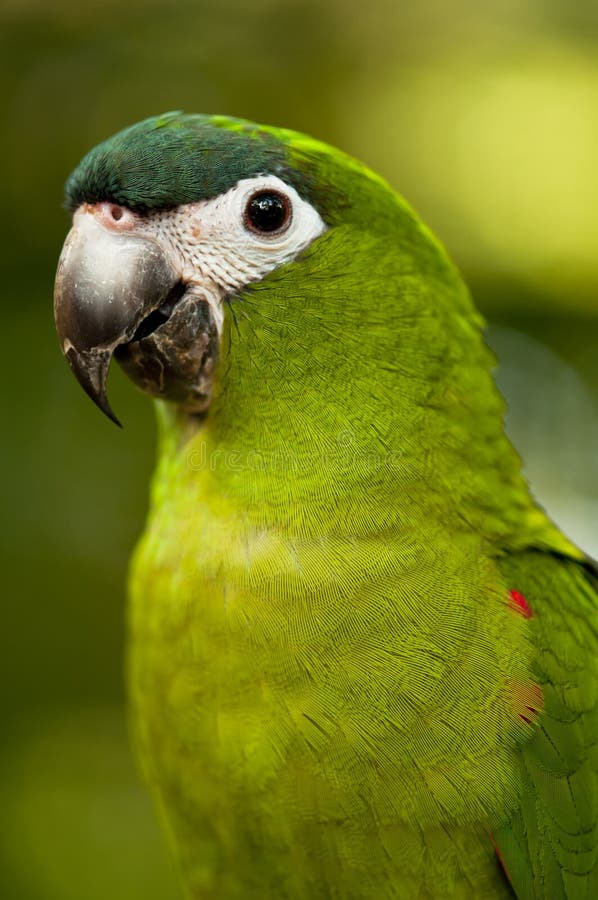 Costa Rican Parrot stock photo. Image of wildlife, animals - 621584