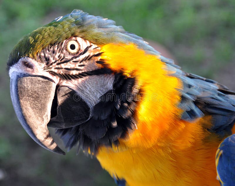 Parrot portrait stock photo. Image of yellow, wildlife - 15472812