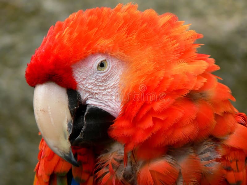 Parrot portrait stock photo. Image of captivity, paradise - 3998804