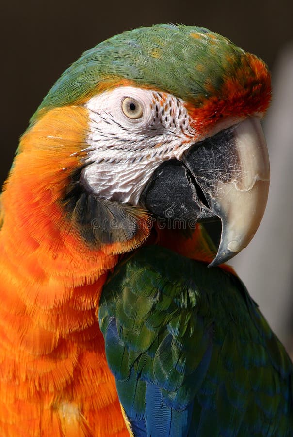 Parrot Portrait stock image. Image of parrot, green, mccaw - 515745