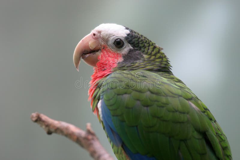 Parrot Portrait stock photo. Image of macaw, winged, avian - 662524