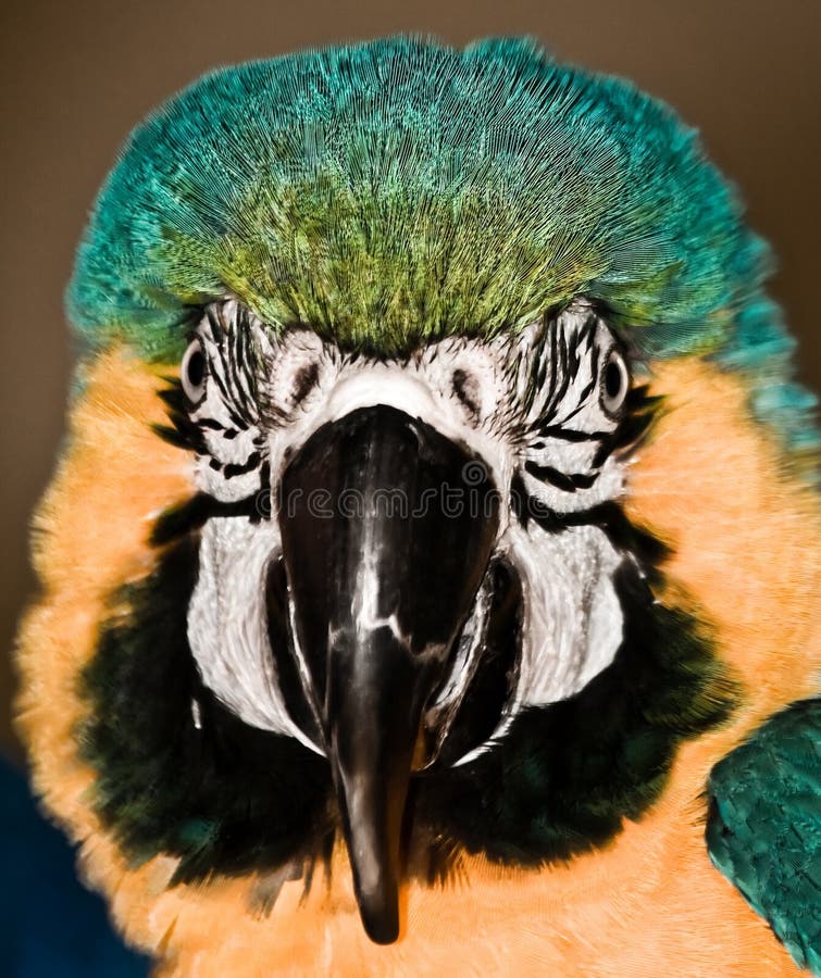 Parrot Portrait 7 stock image. Image of nature, face, bird - 3561201