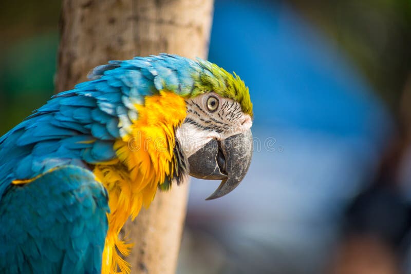 Parrot portrait stock image. Image of ararauna, exotic - 116860243