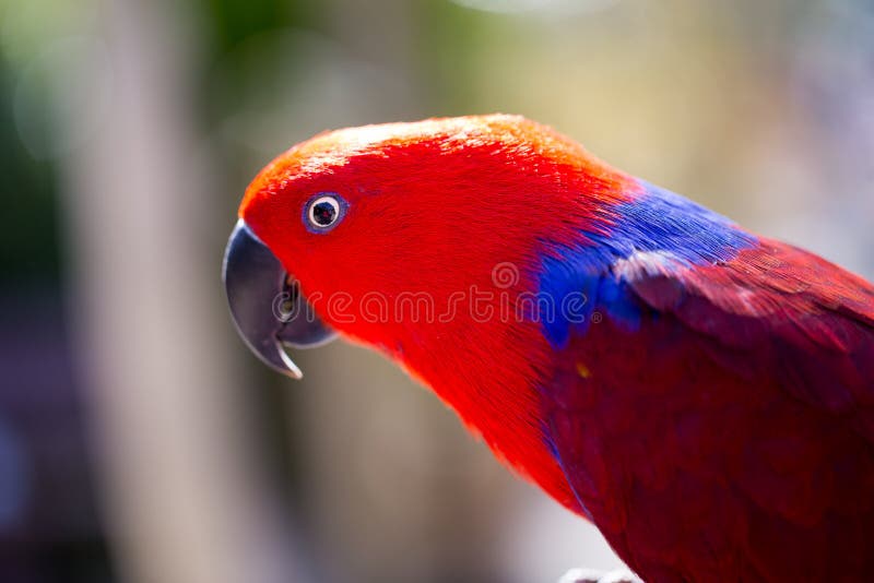 Parrot Portrait of Bird. Wildlife Scene from Tropic Nature. Stock Photo ...