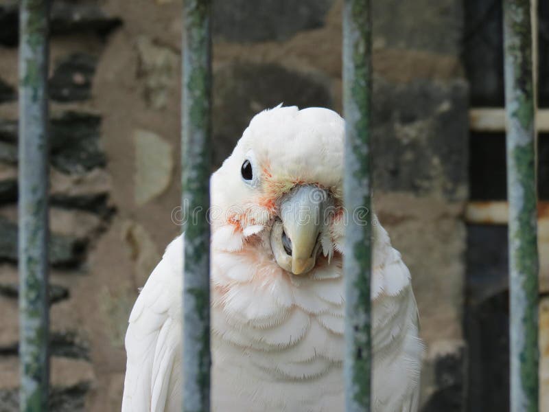 Parrot stock photo. Image of trapped, white, cute, wire - 68670918
