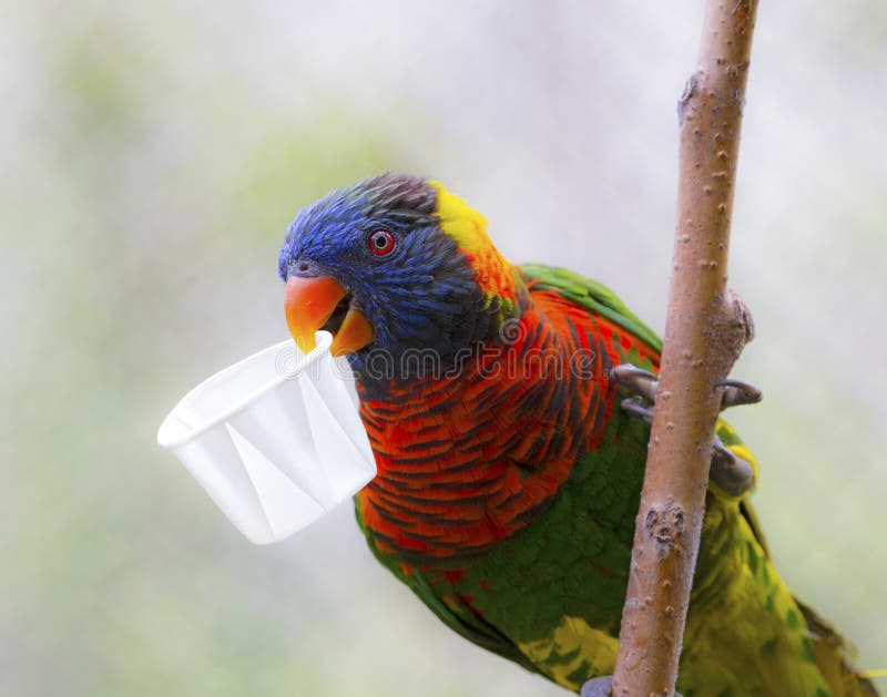 Parrot stock photo. Image of domestic, themes, horizontal - 94945522