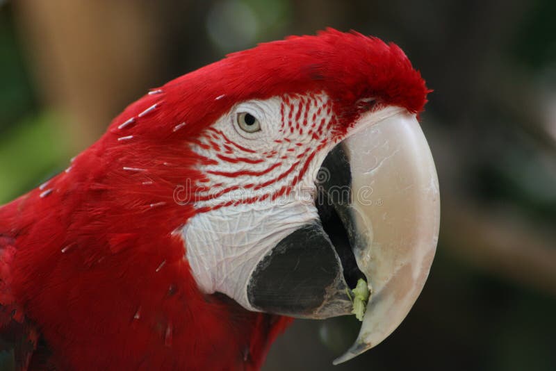 Parrot stock image. Image of posing, closeup, bird, baton - 53148107