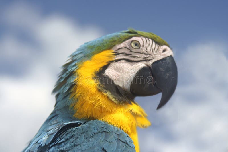 Parrot profile stock photo. Image of yellow, beautiful - 4395306