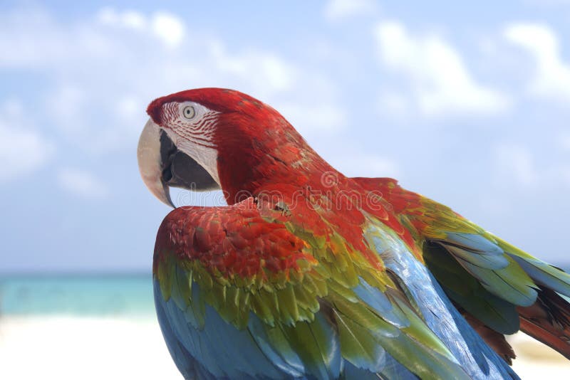 Parrot profile stock image. Image of blue, tropical, beak - 4395347