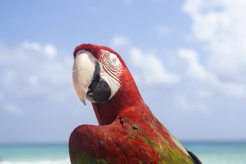 Parrot profile stock image. Image of animal, beach, profile - 4395383