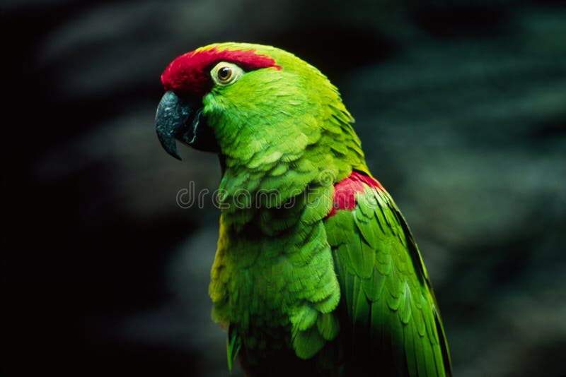 Parrot Profile stock image. Image of green, bird, wing - 658207