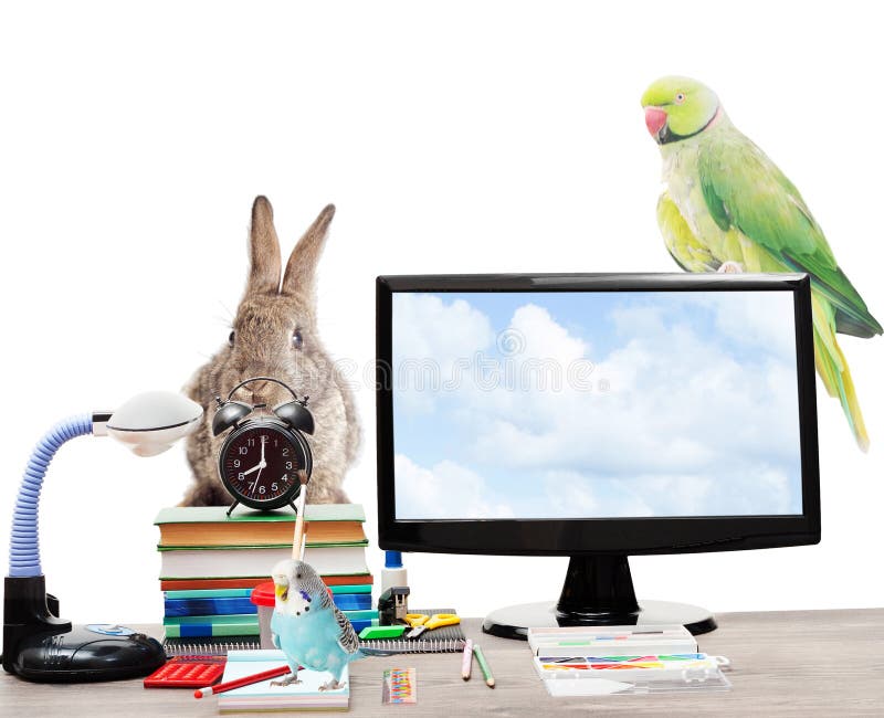 Parrot,rabbit , Alarm Clock, Computer and School Supplies Stock Image ...