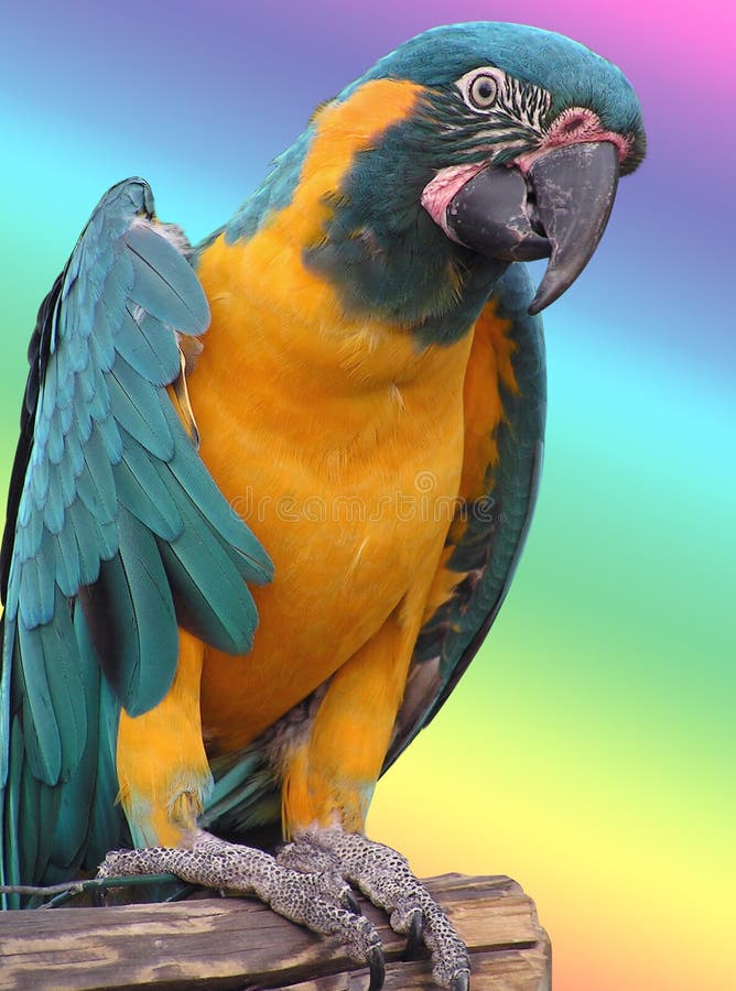 Parrot stock photo. Image of colors, wings, yellow, portrait - 1950722