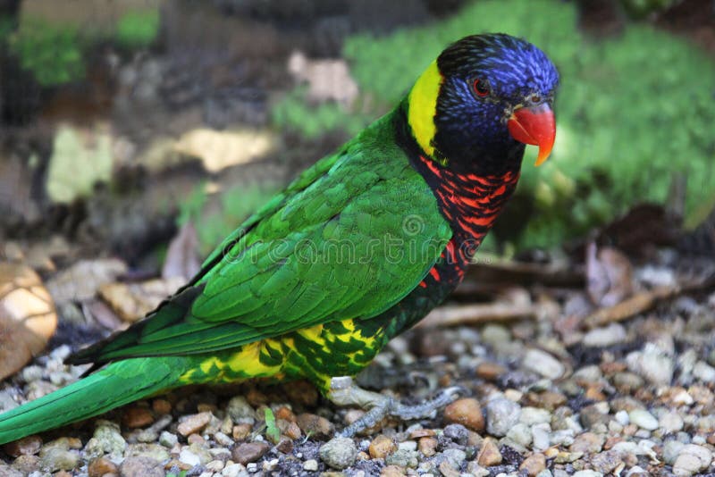 Parrot stock photo. Image of colorful, branch, rainbow - 93590350