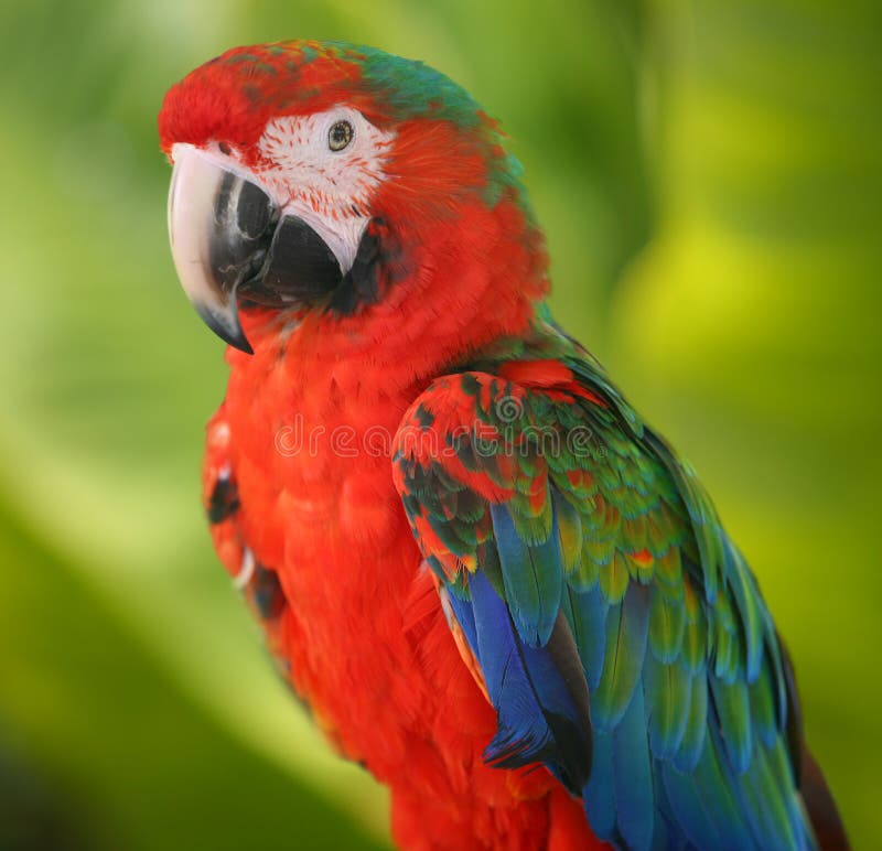160+ Parrot red blue macaw Free Stock Photos - StockFreeImages