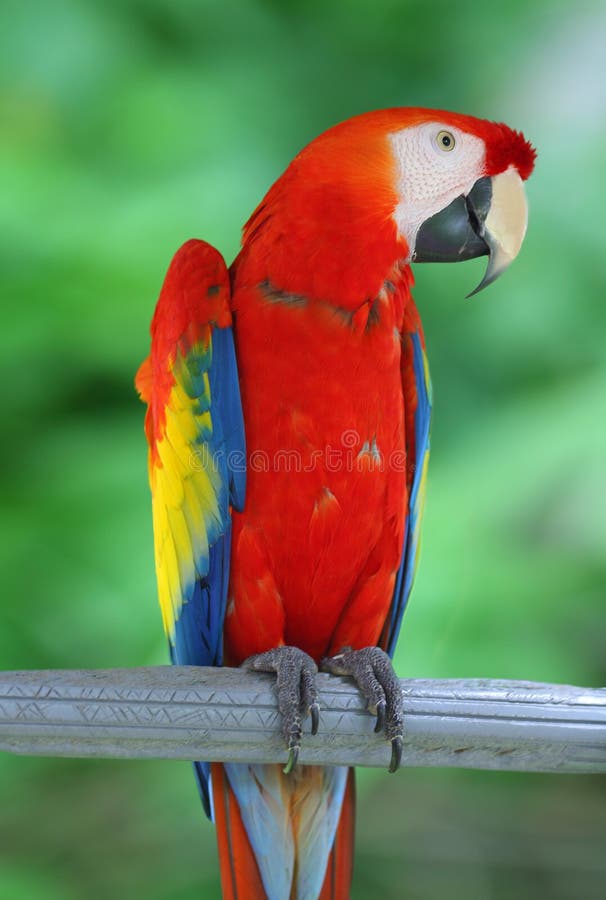 Red Blue Macaw Bird stock photo. Image of dark, animals - 6270540