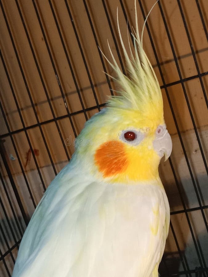 Parrot Red Cheeks, Very Addorable & X28; Lutino& X29; Stock Image ...