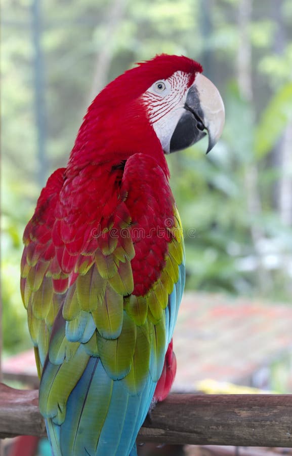 Parrot red macaw stock image. Image of animal, macaw - 101530711
