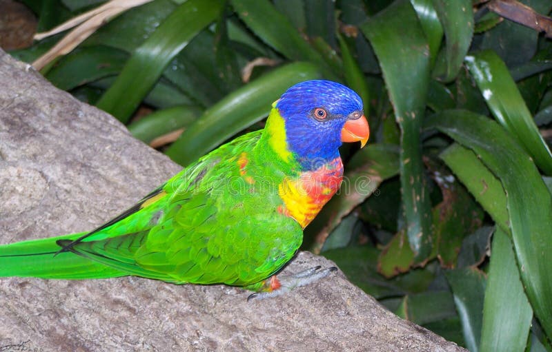 Parow Stock Photos - Free & Royalty-Free Stock Photos from Dreamstime