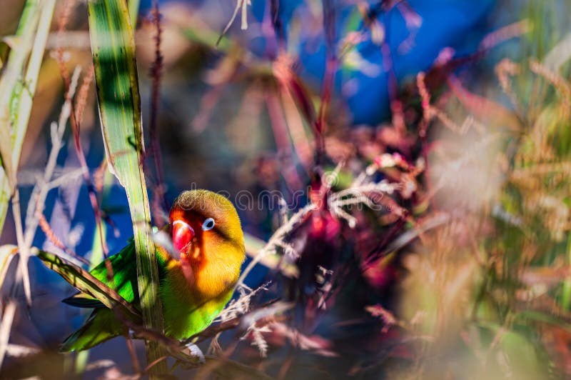 Parrot Resting by the River Stock Photo - Image of animal, nature ...