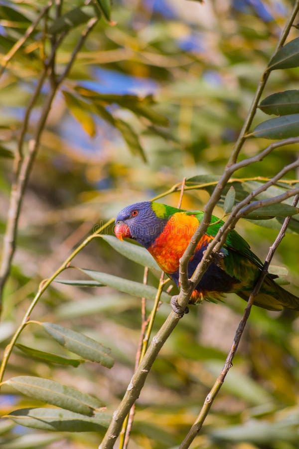 Parrot Resting on a Tree Branch Stock Image - Image of beak, portrait ...