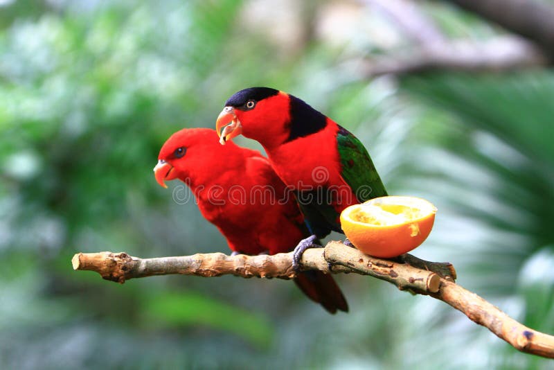 A Parrot Rests on a Branch in the Giant Aviary in Hong Kong Park Stock ...