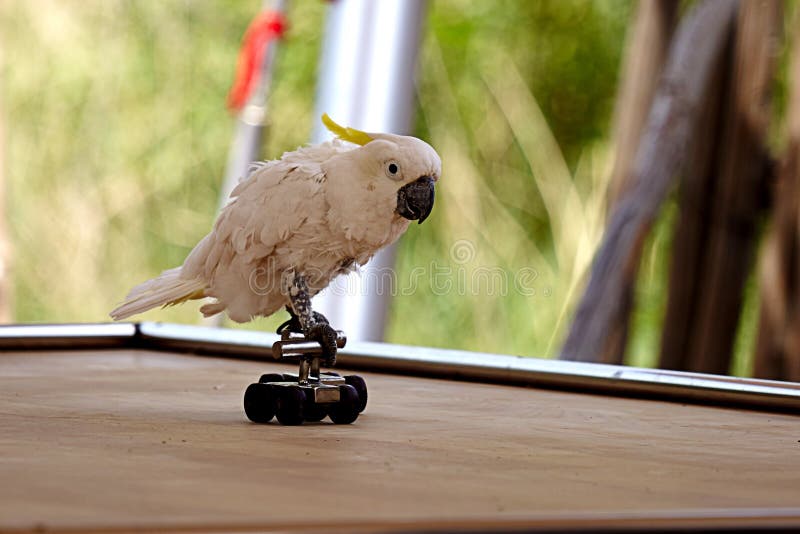 Parrot riding bicycle stock image. Image of wing, wheel - 3591933