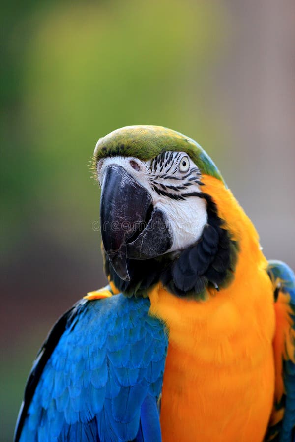 Parrot - right side stock photo. Image of wing, animal - 23816402