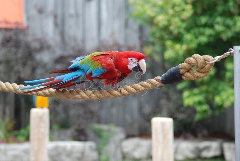 Parrot on a rope stock photo. Image of wild, nicaragua - 671792