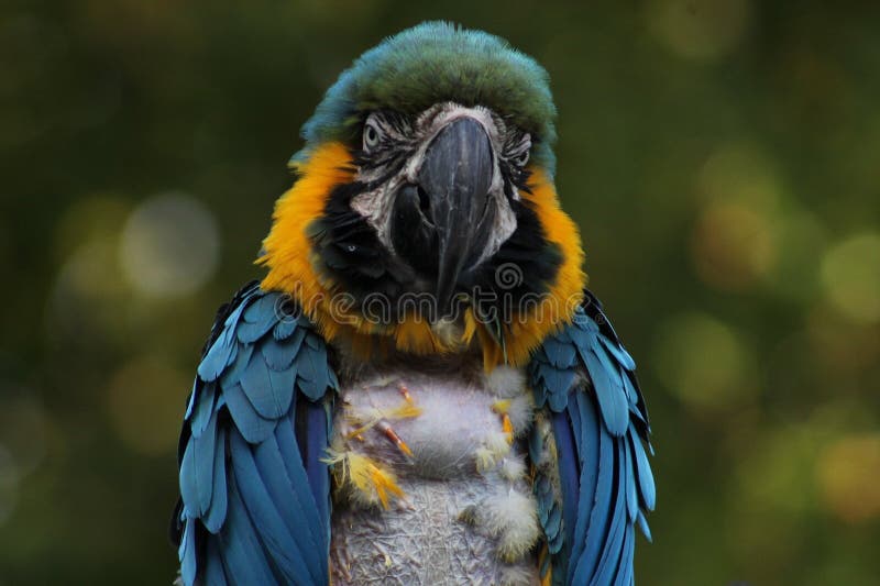Parrot stock photo. Image of parrot, feathers, lives - 163585166