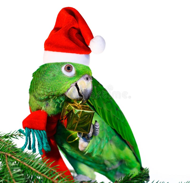 Parrot Santa 2 stock photo. Image of christmas, celebration - 1346762