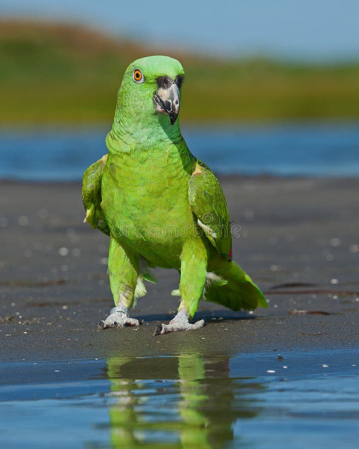 Parrot by the sea stock photo. Image of feathers, bird - 35805252