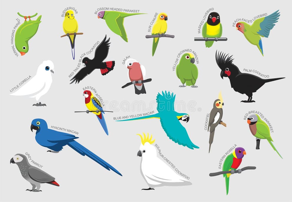 Bird Corella Stock Illustrations – 268 Bird Corella Stock Illustrations ...