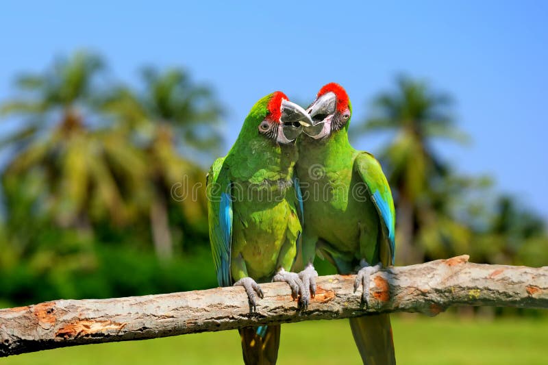 Parrot (Severe Macaw) on Branch Stock Photo - Image of processed ...